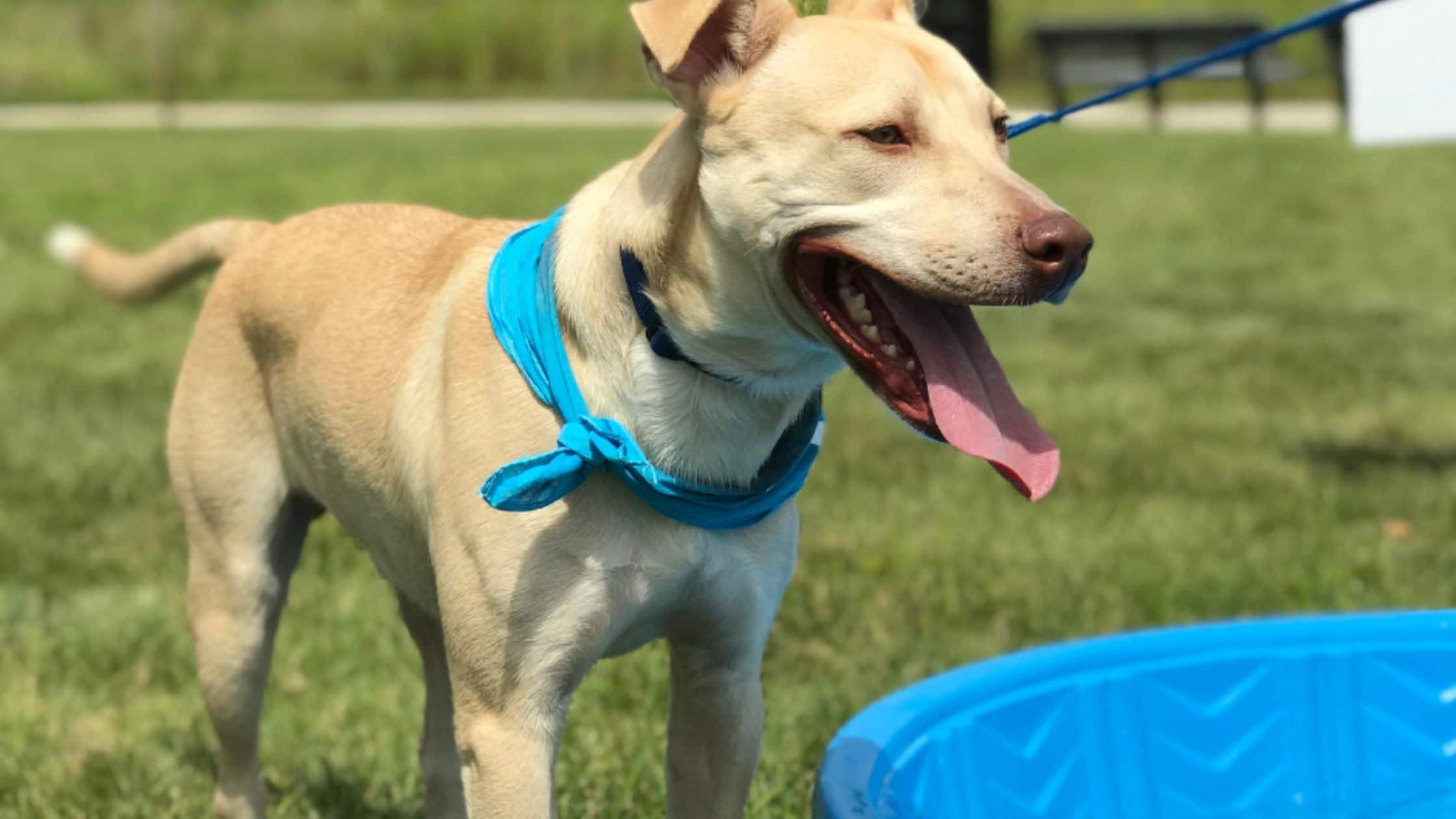 Hot Weather Safety Tips for Dogs: Keep Your Pup Cool