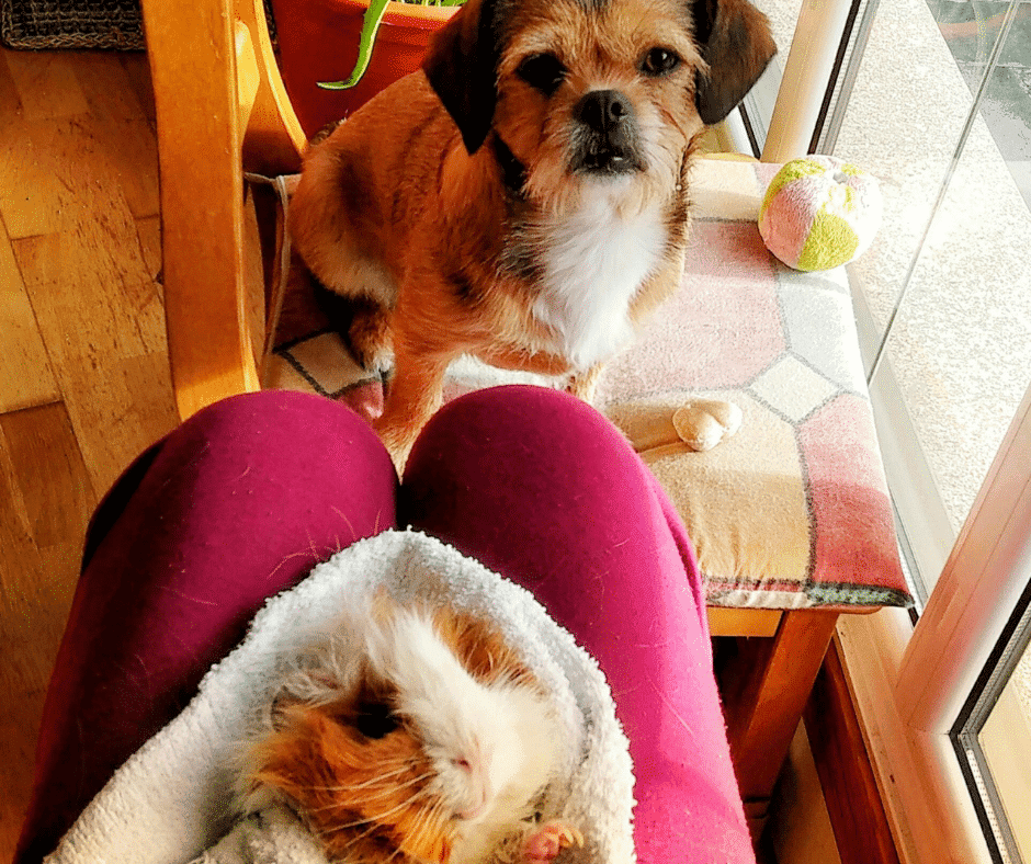 Why Pets Get Jealous: Causes and Solutions Explained