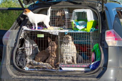 Tips For Emergency Evacuation With Pets | Cathy's Critter Care