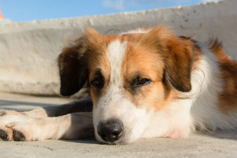 Water Intoxication in Dogs: When Too Much Water Becomes Dangerous